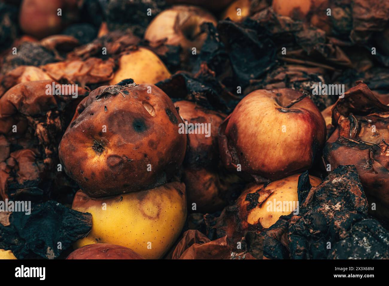 Pile of rotten overripe apples on orchard ground, selective focus Stock ...