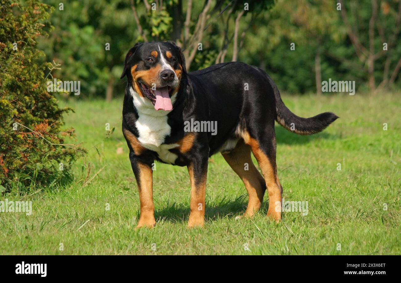 Bernese mountain dog closeup hi-res stock photography and images - Alamy