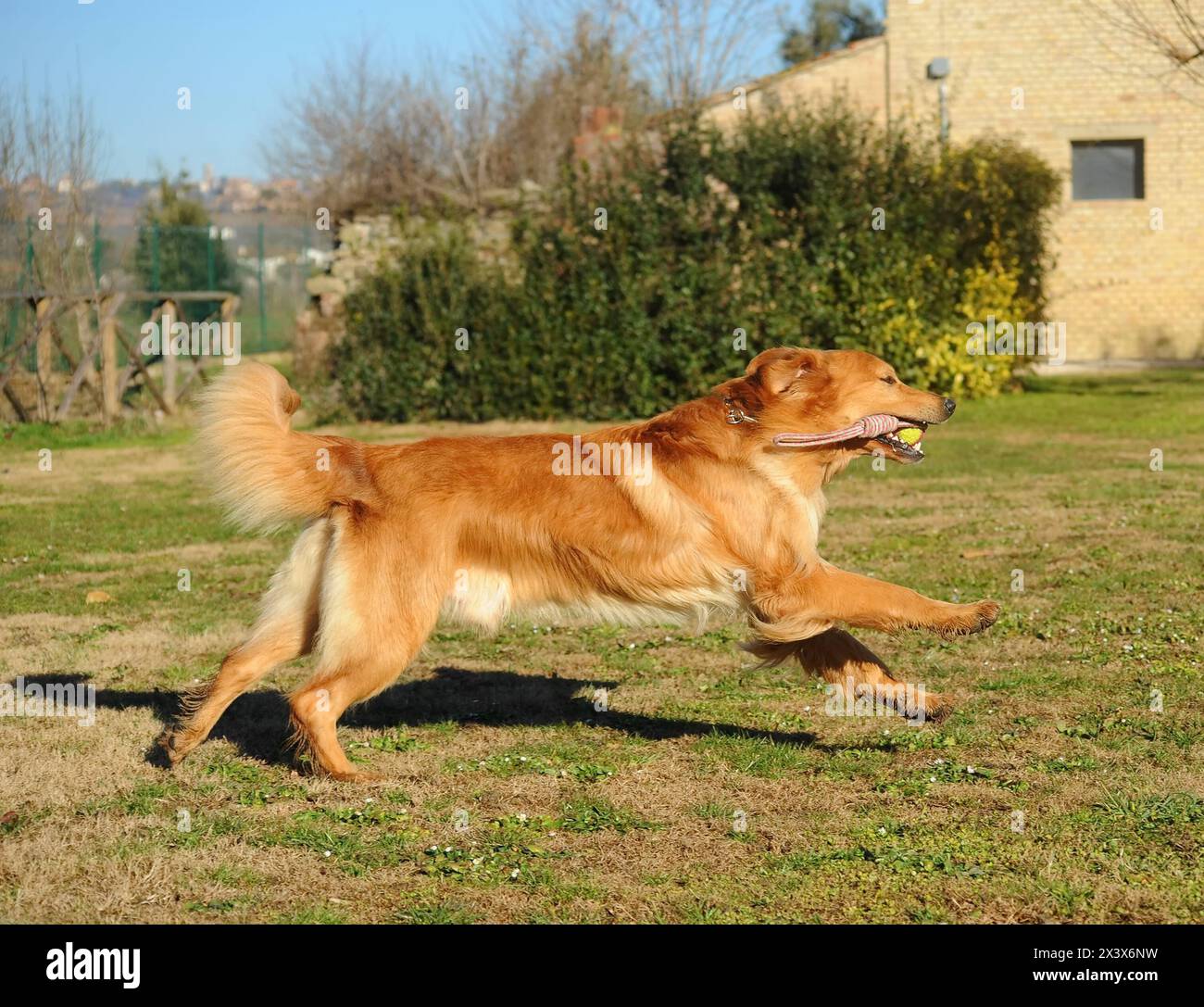Portrait of adult Hovawart Dog in outdoors Stock Photo - Alamy