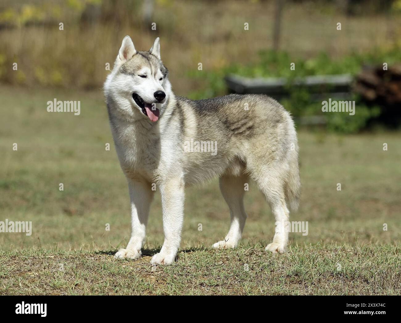 Portrait of Siberian Husky Dog in outdoors Stock Photo - Alamy