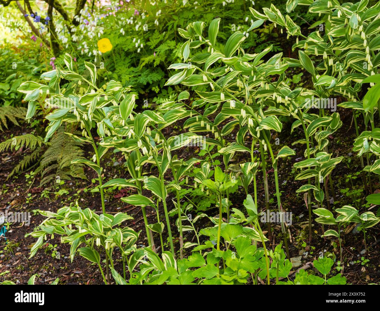 White striped foliage variegation and dangling white flowers of the ...
