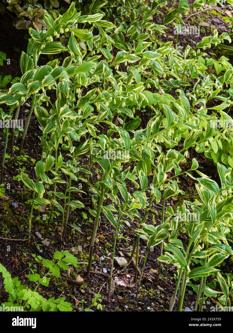 White striped foliage variegation and dangling white flowers of the ...