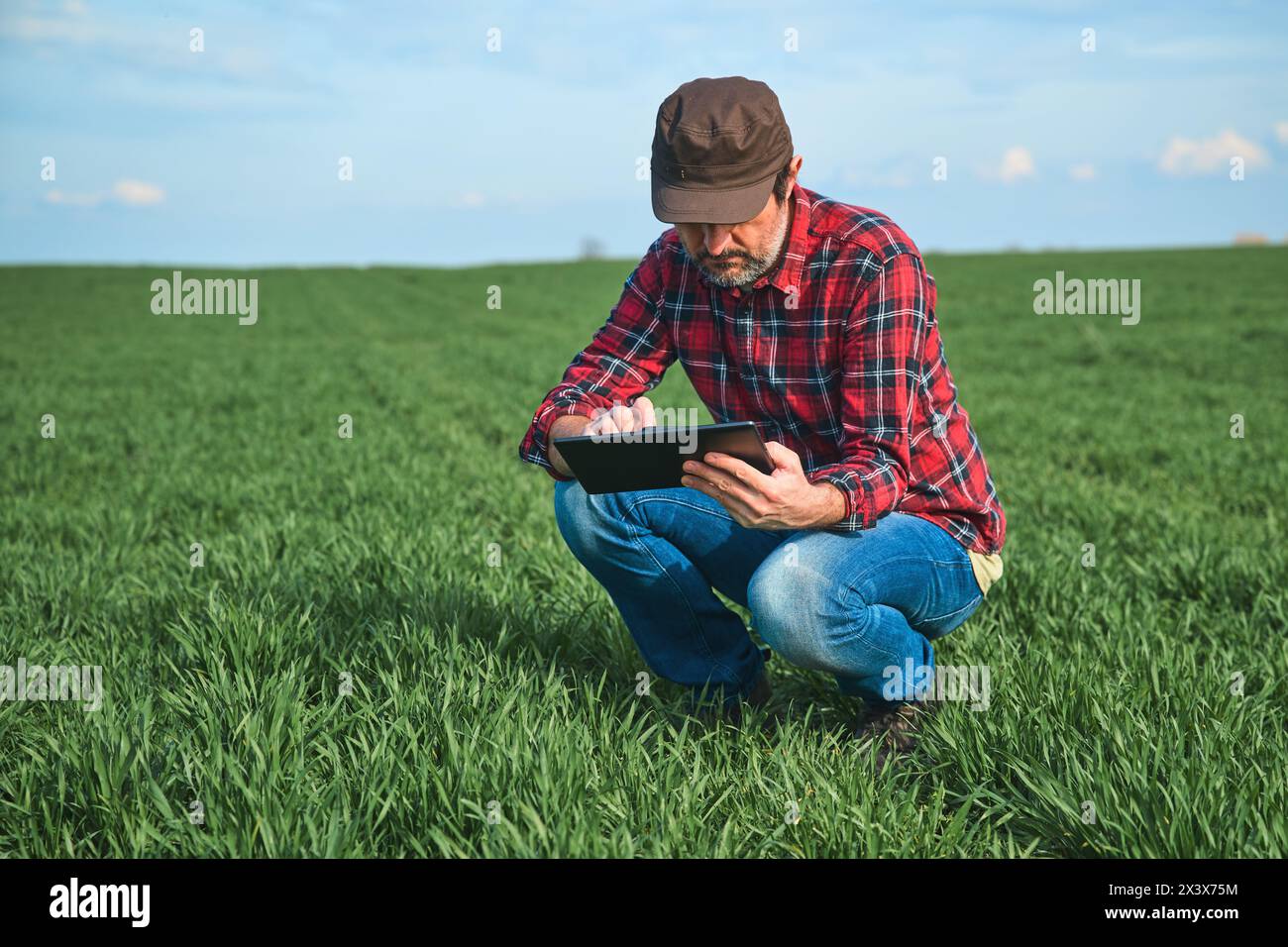 Smart farming, farm worker using digital table in cultivated wheat ...