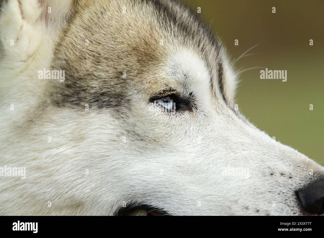 Siberian husky dog eye close-up, blue eye Stock Photo - Alamy