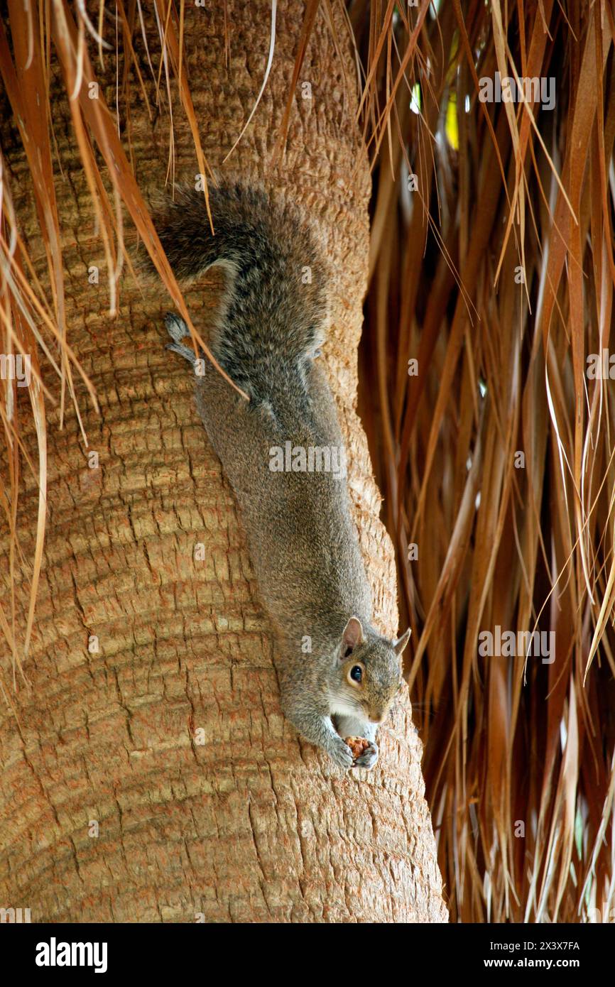 USA. Florida. Miami. Key Biscayne. Bill Baggs Cape Florida State Park ...