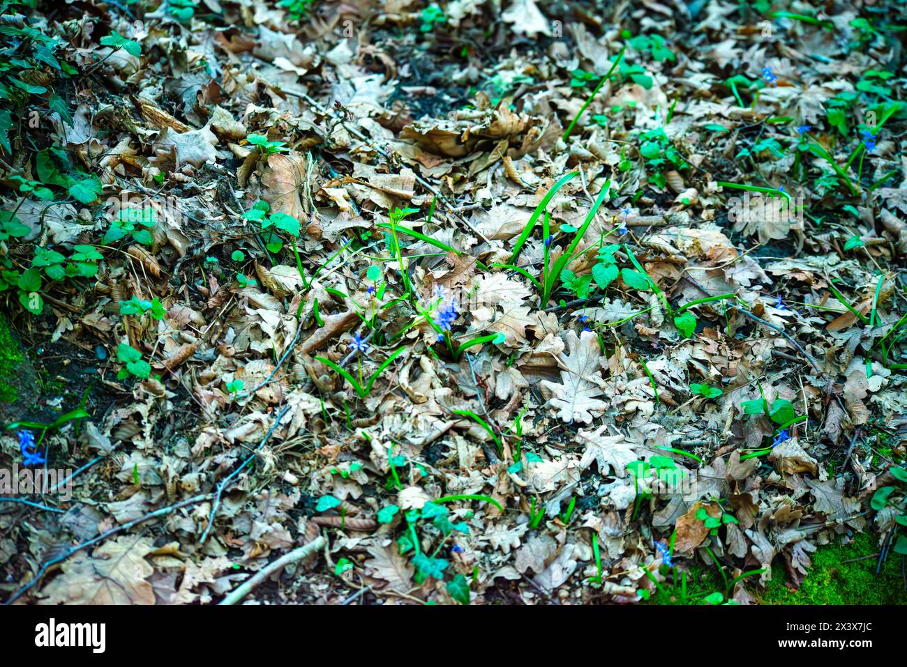 Dry leaves blanket the forest floor, creating a textured carpet of ...