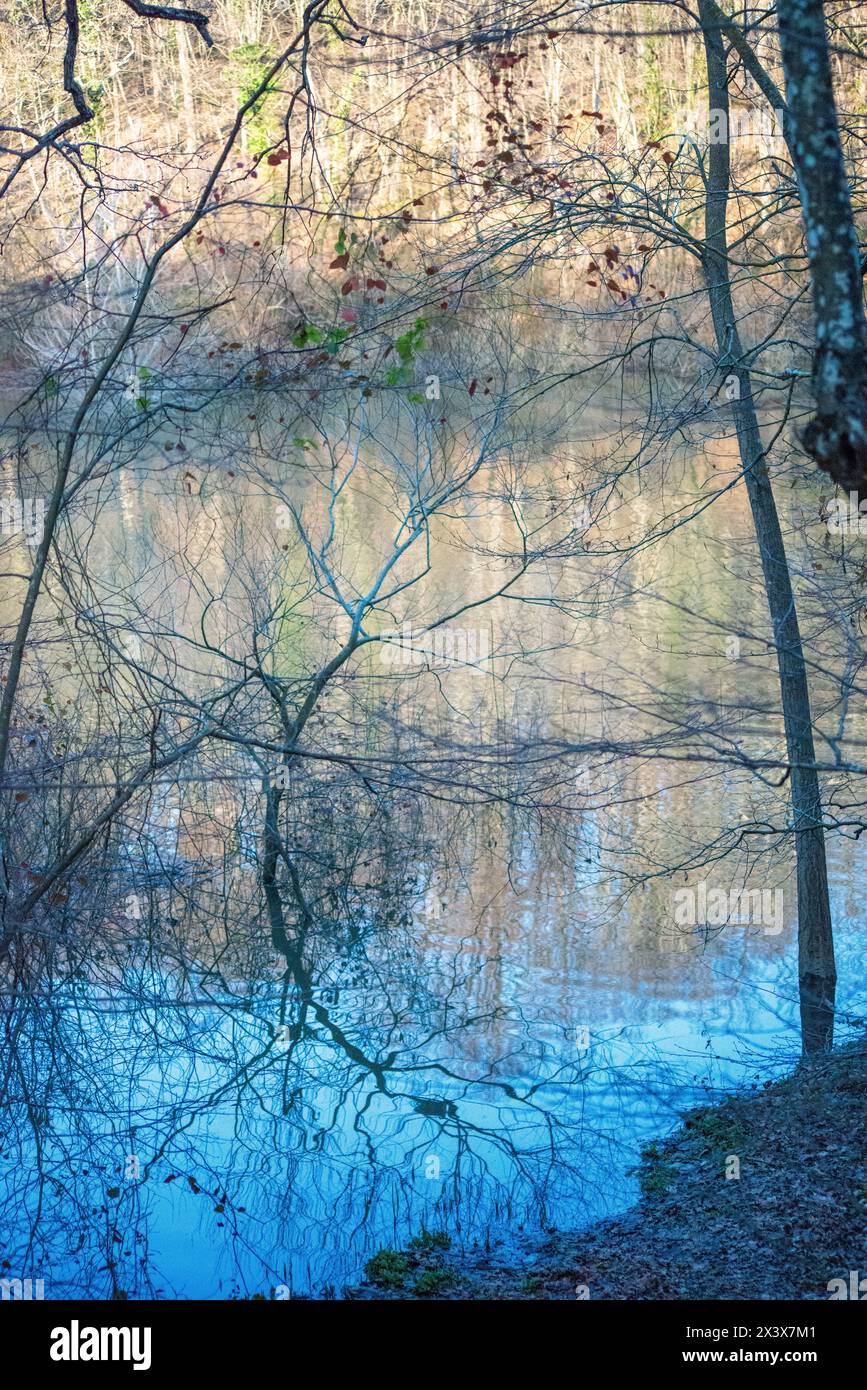 Tree branches frame a serene lake view, creating a tranquil and ...