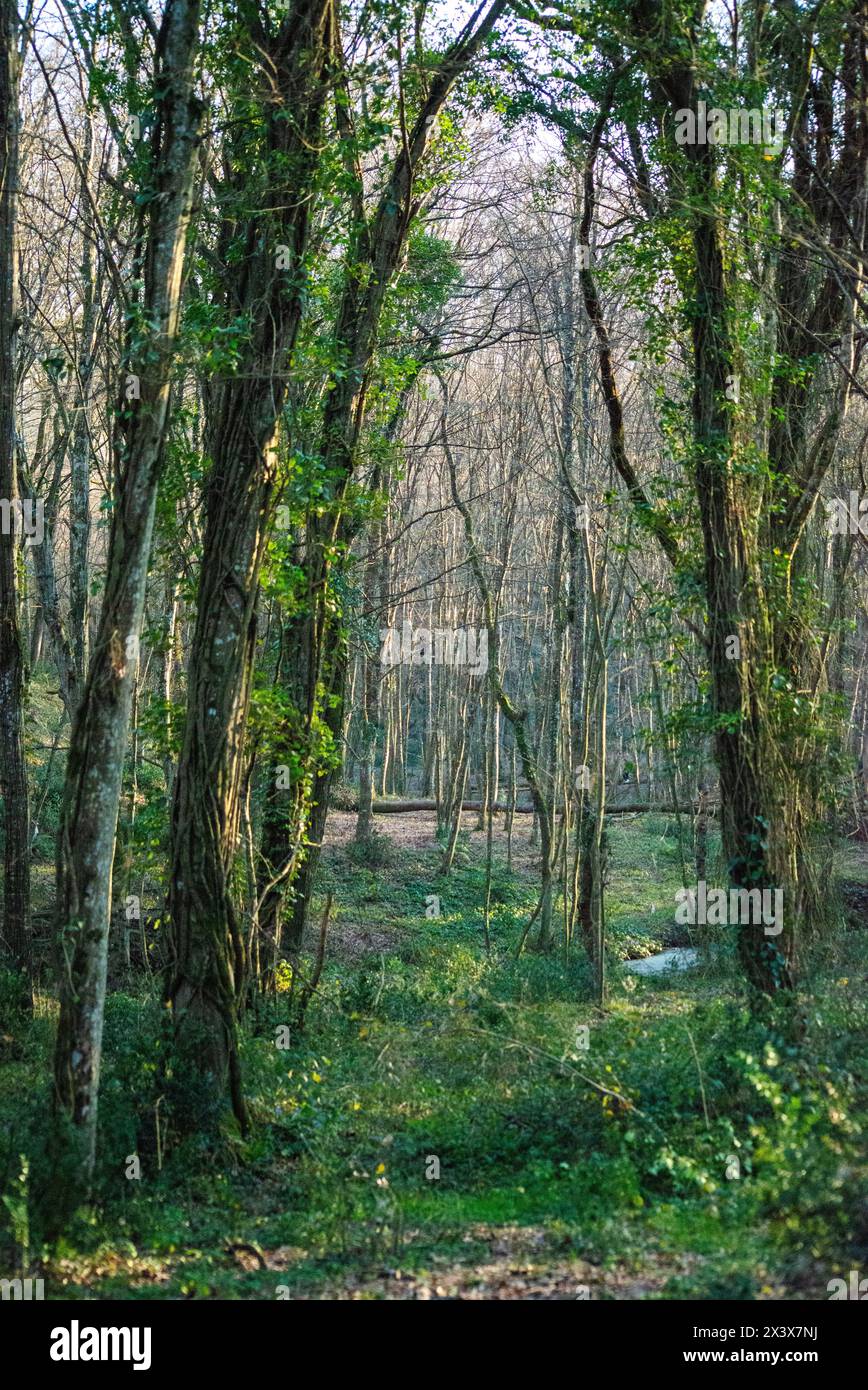 Forest trees adorned with lush creepers create a mesmerizing tapestry ...
