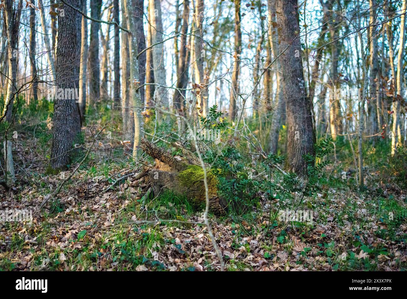 A peaceful expanse of trees creates a tranquil woodland scene, inviting ...
