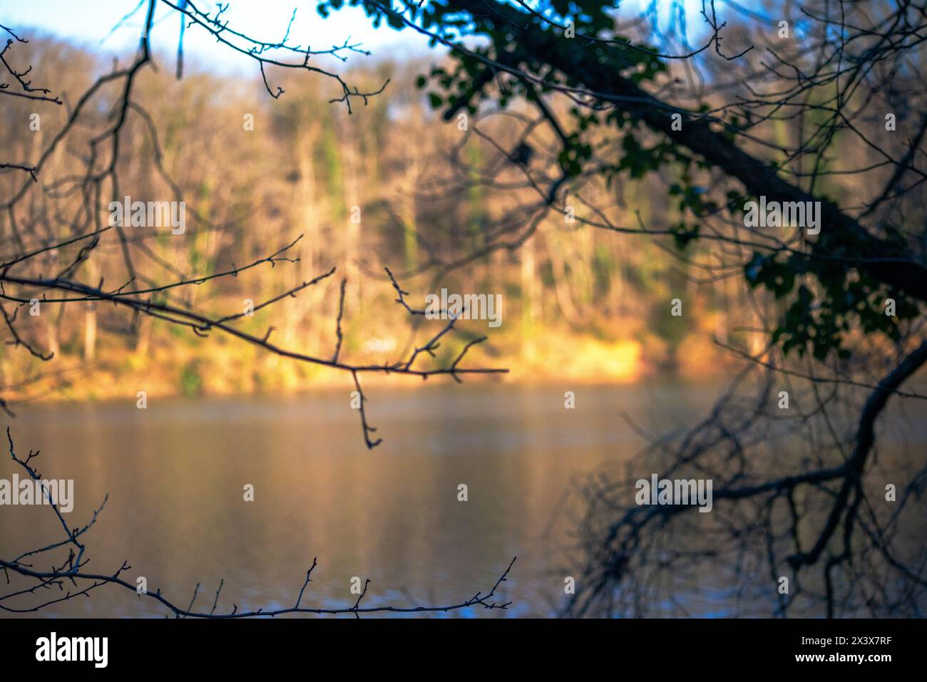 Tree branches frame a serene lake view, creating a tranquil and ...