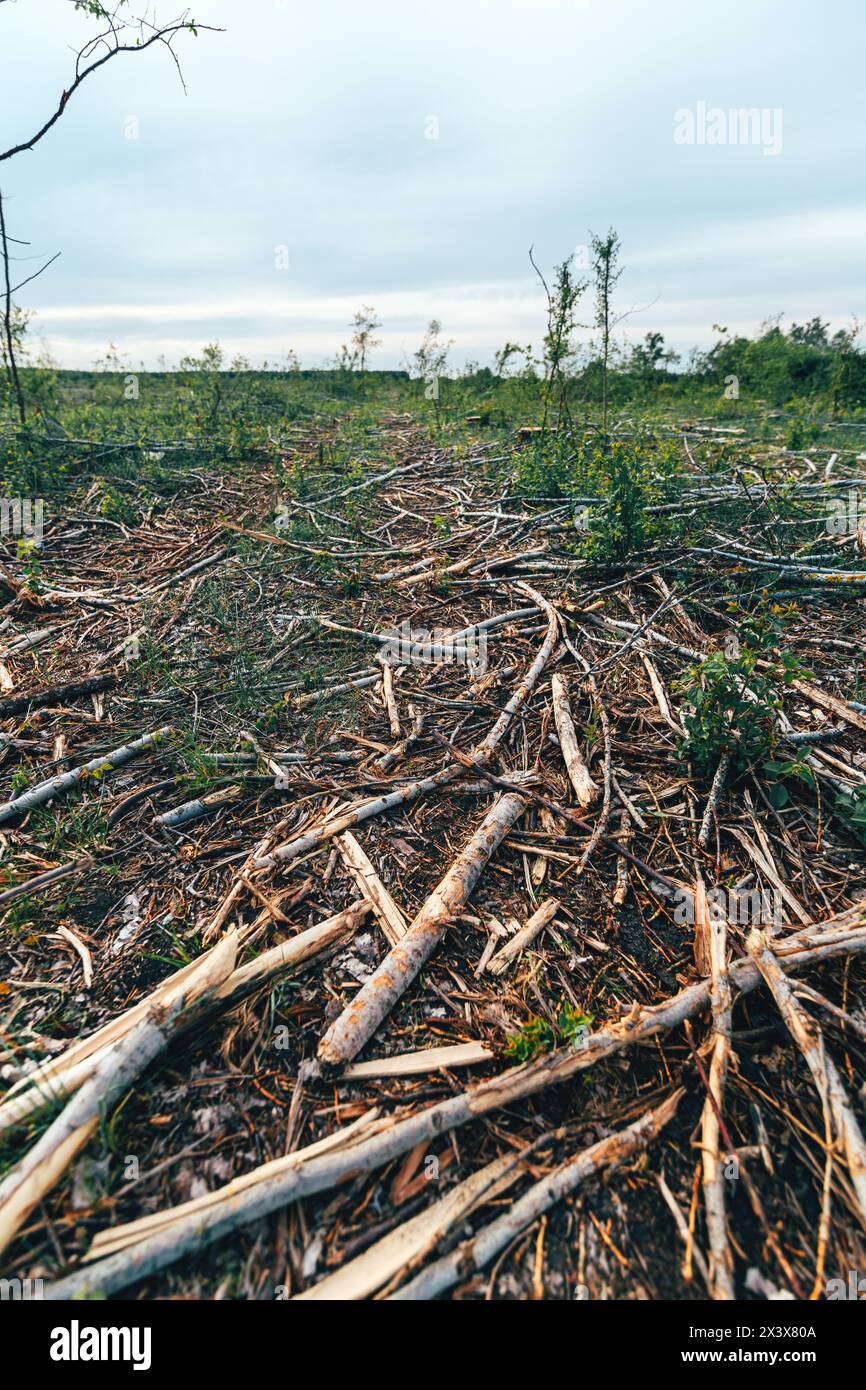 Deforestation site, vast landscape of former forest with tree stumps and branches after cutting ...