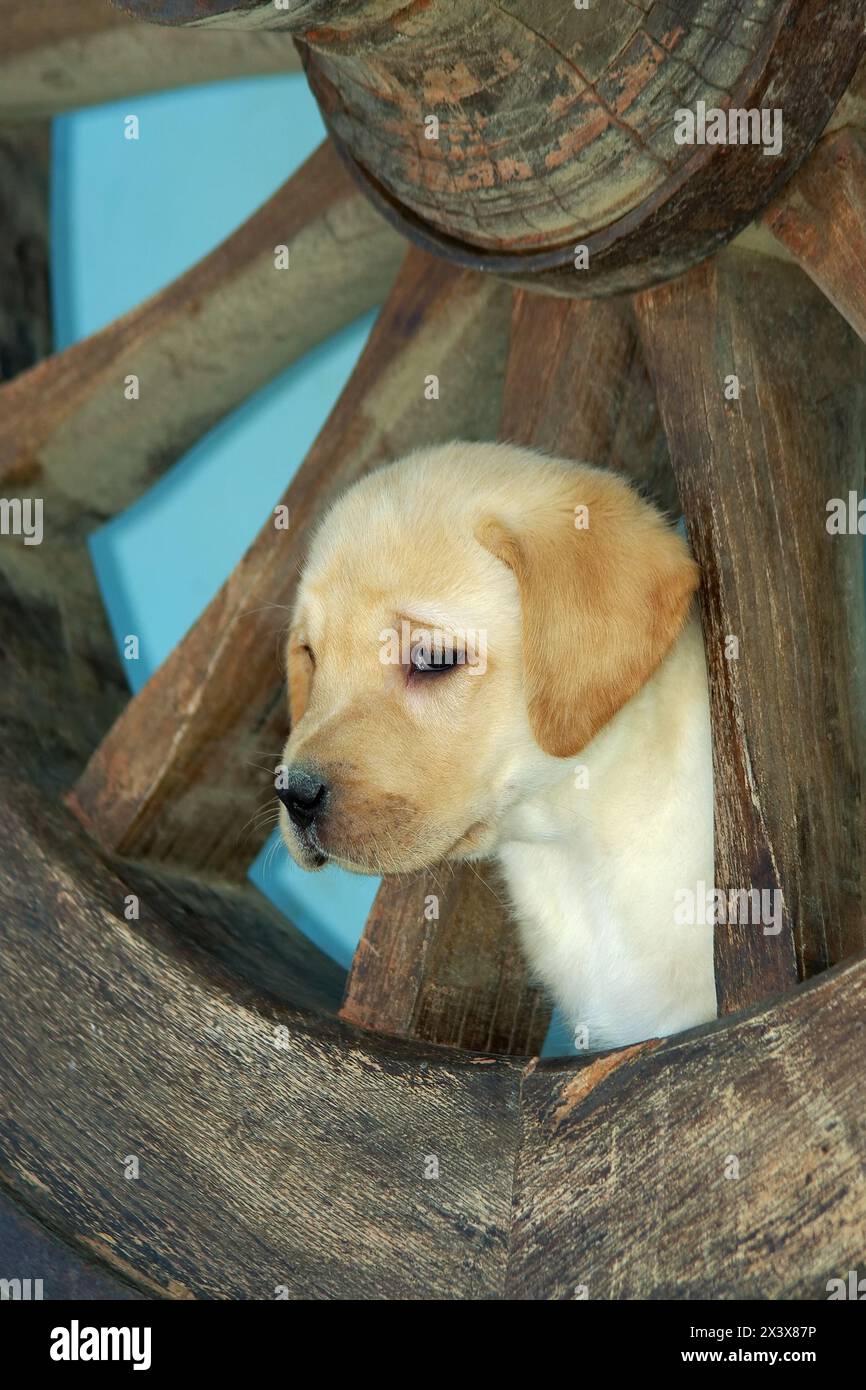 Portrait of beautiful Labrador puppy dog In the wagon wheel Stock Photo ...