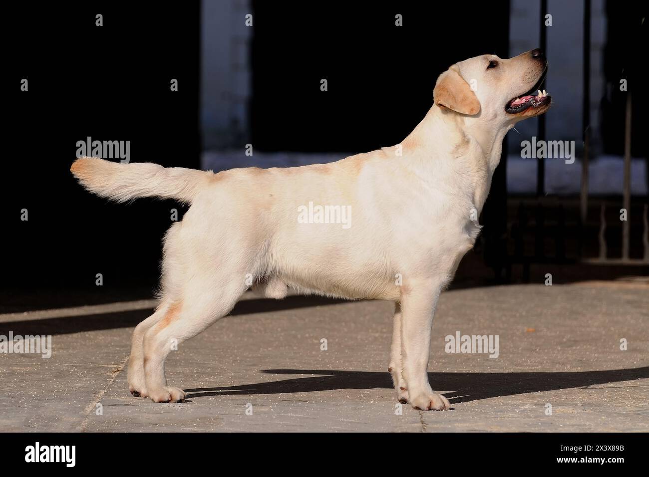 Portrait of adult yellow Labrador in outdoors Stock Photo - Alamy