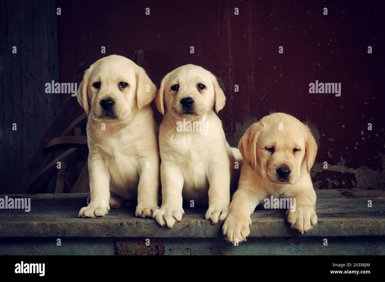 Portrait of beautiful labrador retriever puppy dog Stock Photo - Alamy
