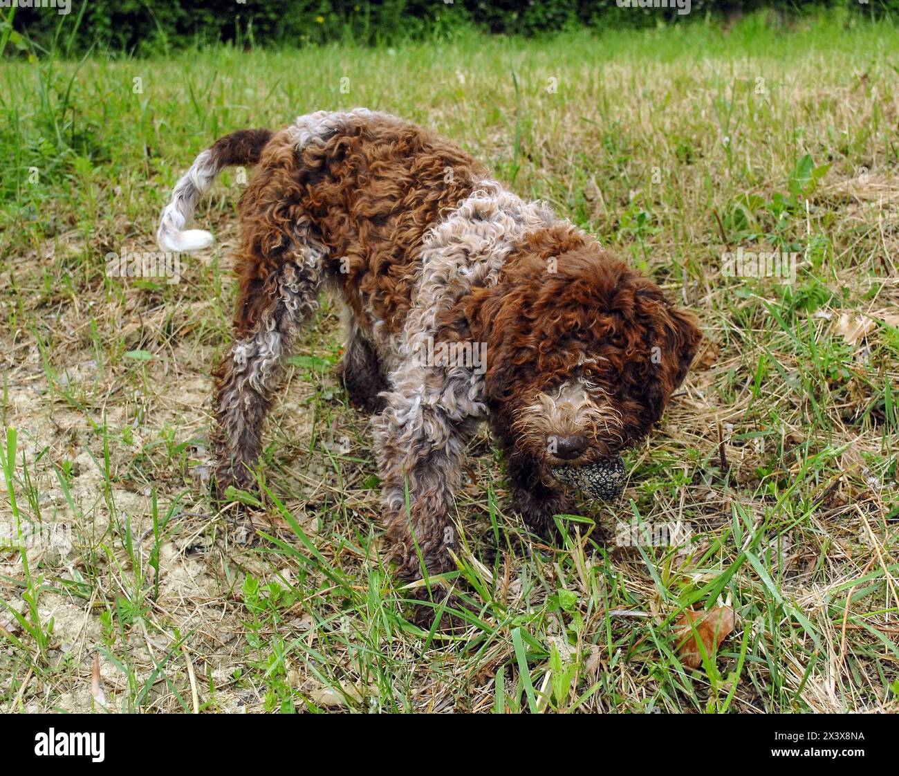 Truffle dog hi-res stock photography and images - Alamy