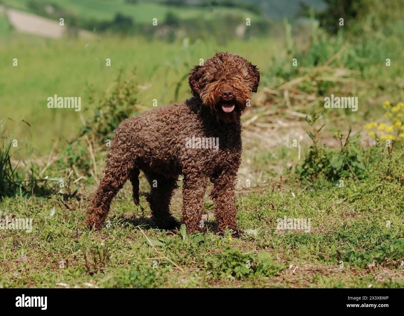 Portrait of Lagotto Romagnolo truffle dog in outdoors Stock Photo - Alamy