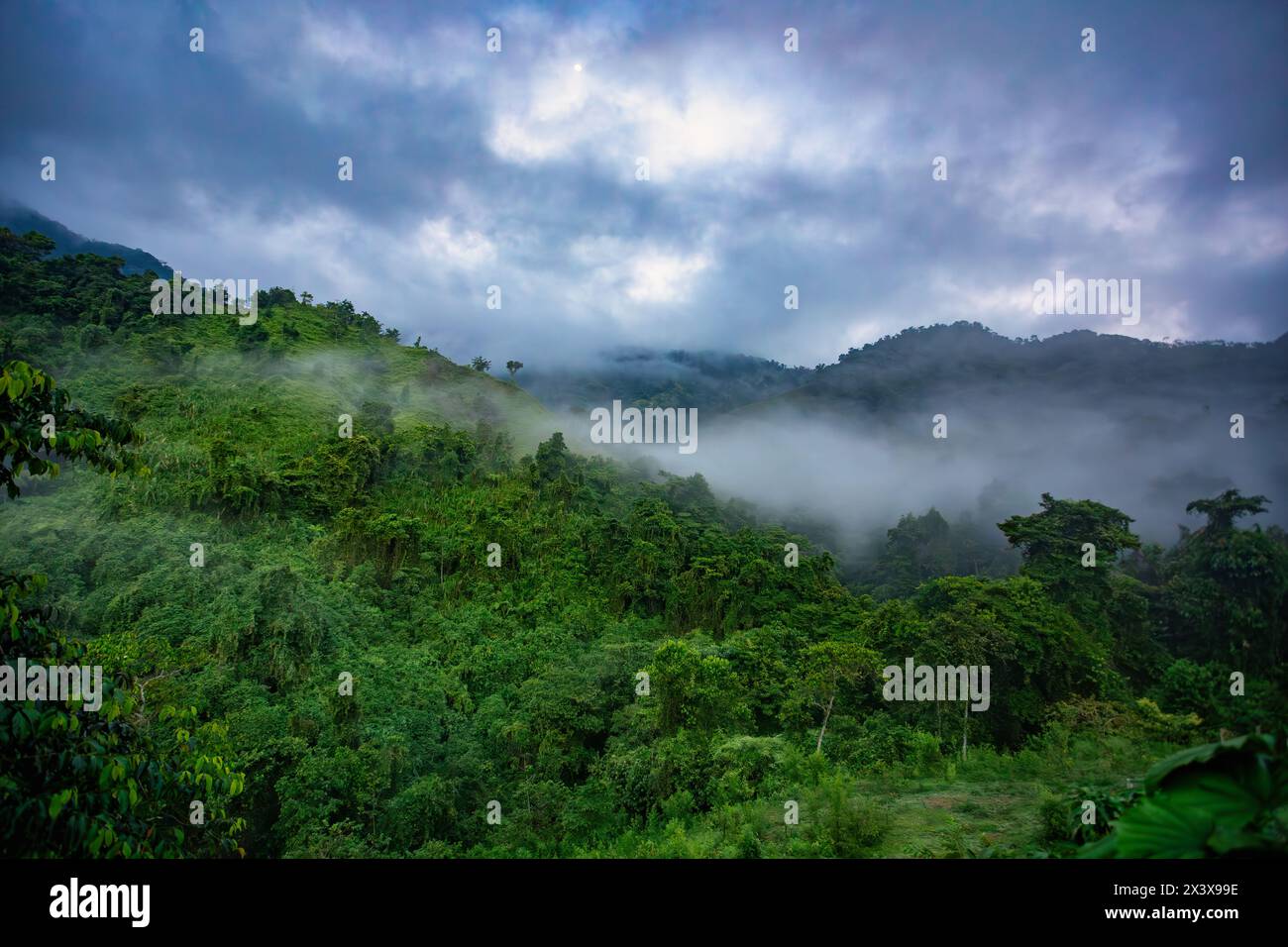 Misty and fogy jungle landscape. Hard trek to hidden ancient ruins of ...