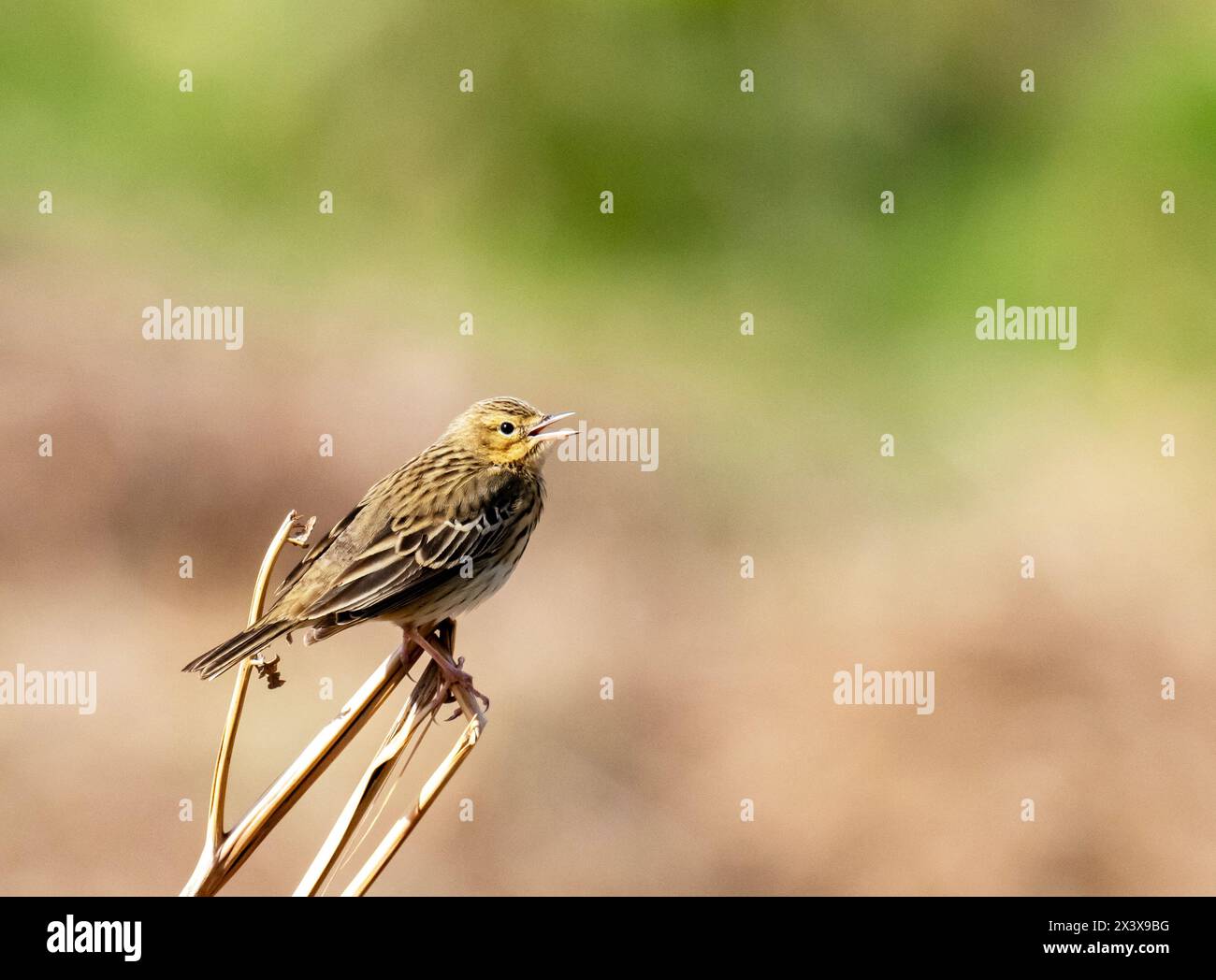 A Tree Pipit, Anthus trivialis in Ambleside, Lake District, UK Stock ...