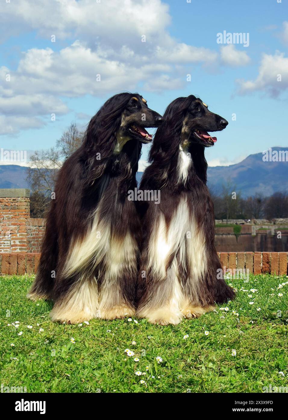 Two beautiful black Afghan hound dogs in the meadow Stock Photo - Alamy