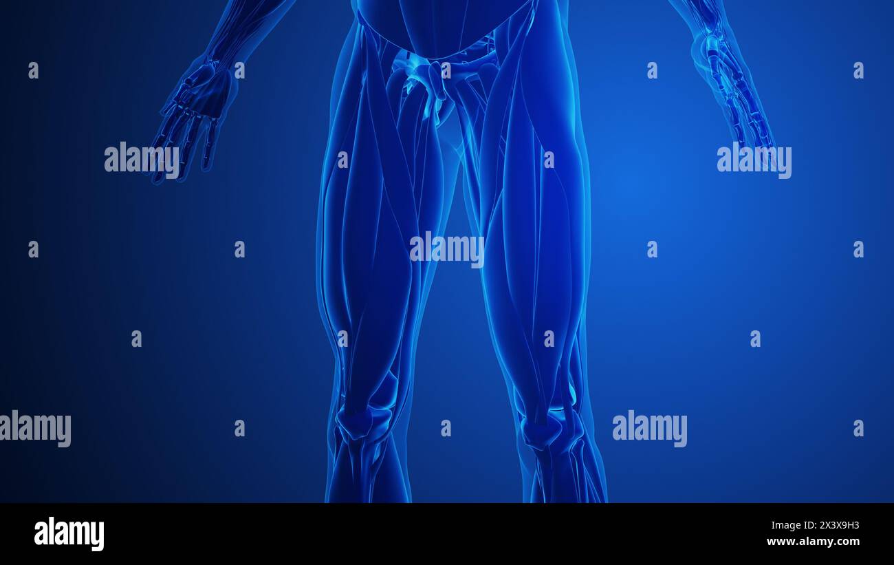Quadriceps Muscles Pain with blue background Stock Photo - Alamy