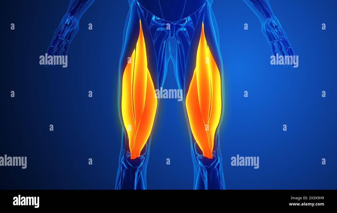 Quadriceps anatomy muscles hi-res stock photography and images - Alamy