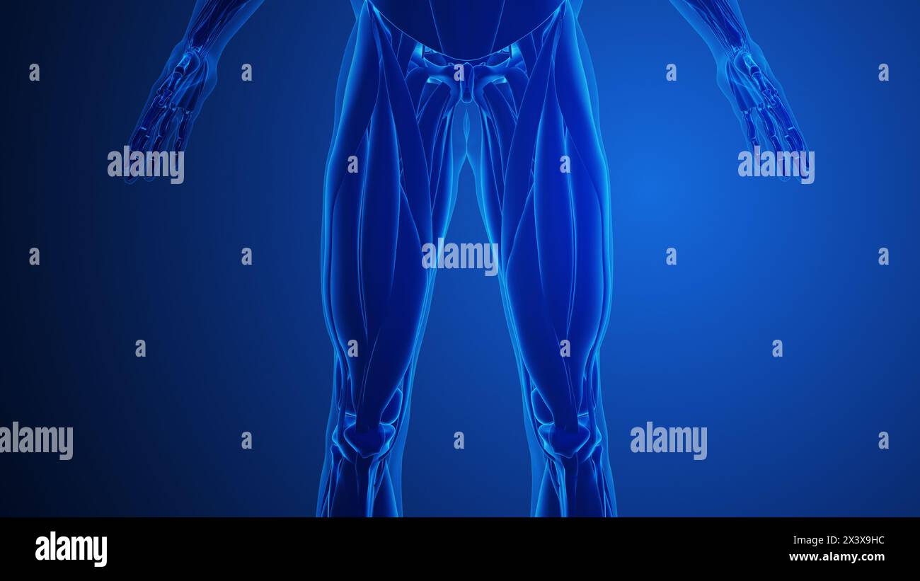 Quadriceps Muscles Pain with blue background Stock Photo - Alamy