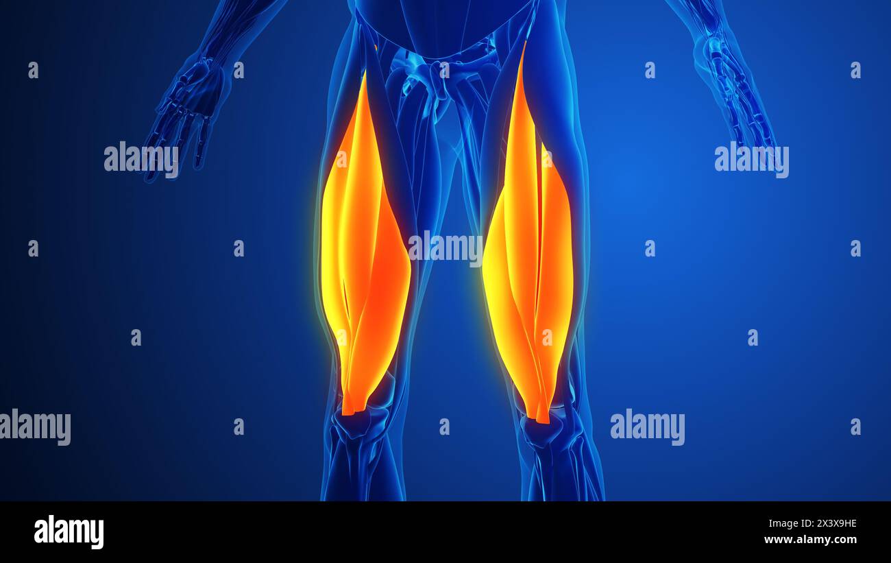 Quad Muscles Diagram Muscles Of The Pelvis