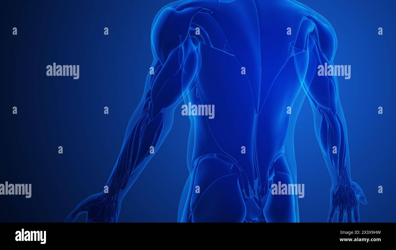 Latissimus Dorsi Muscles with blue background Stock Photo - Alamy
