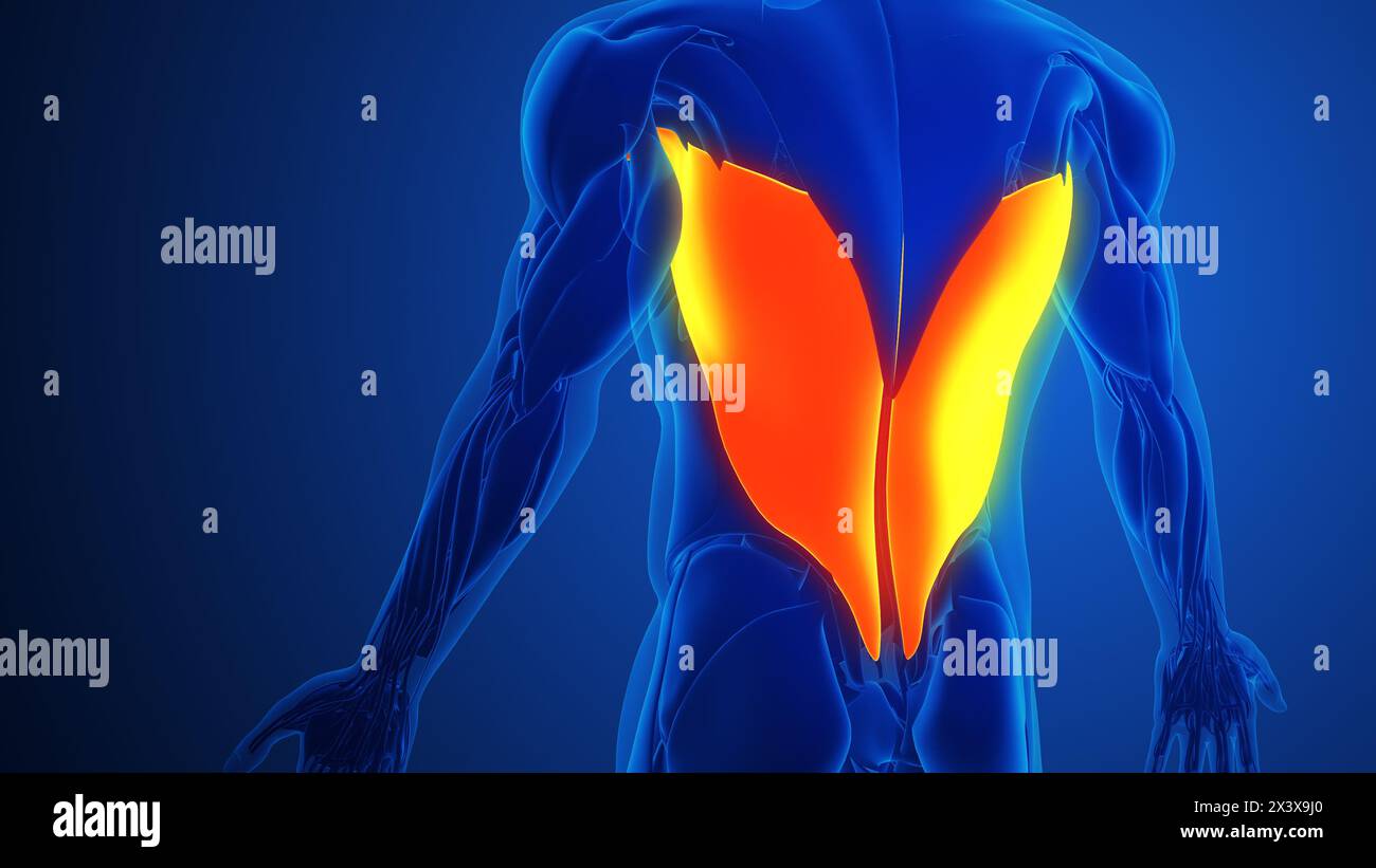 Latissimus Dorsi Muscles with blue background Stock Photo - Alamy
