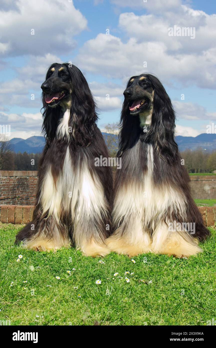 Two beautiful black Afghan hound dogs in the meadow Stock Photo - Alamy