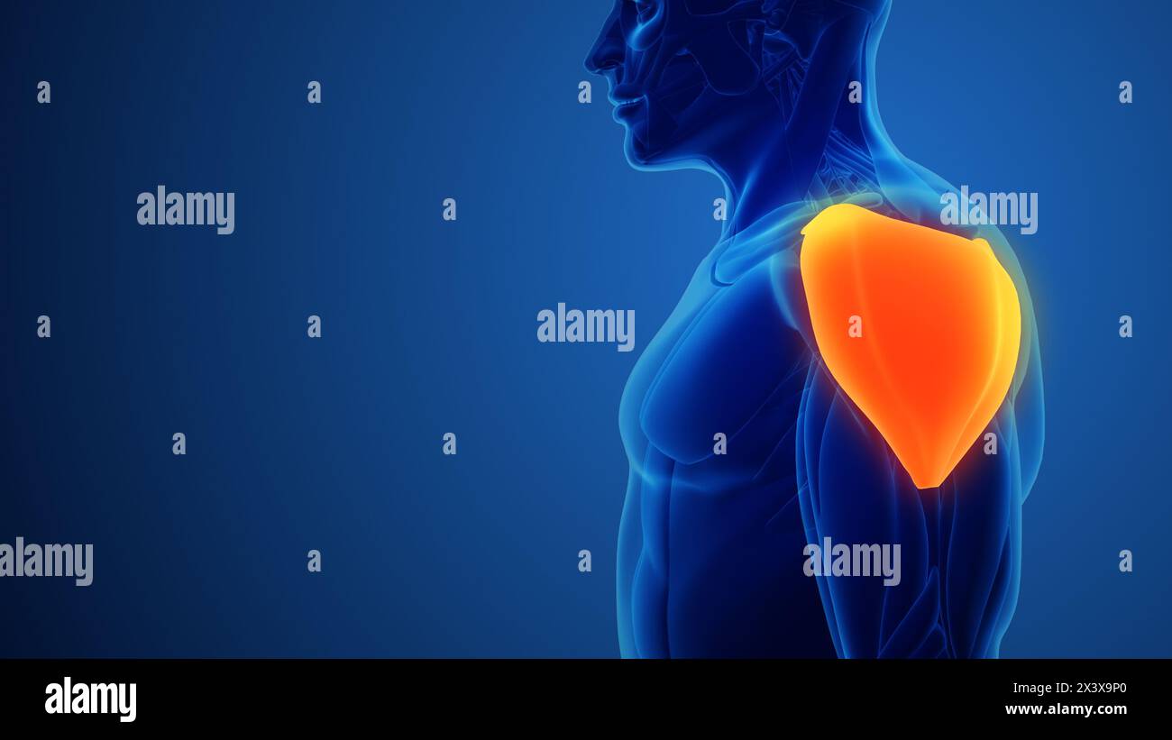 Deltoid muscle hi-res stock photography and images - Alamy