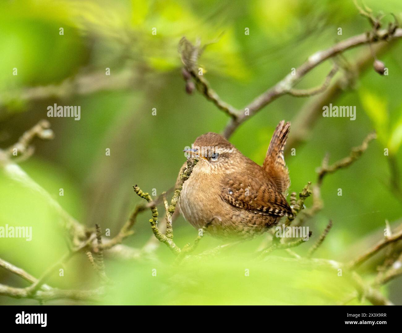 A Wren, Troglodytes troglodytes in Ambleside, Lake District, UK Stock ...