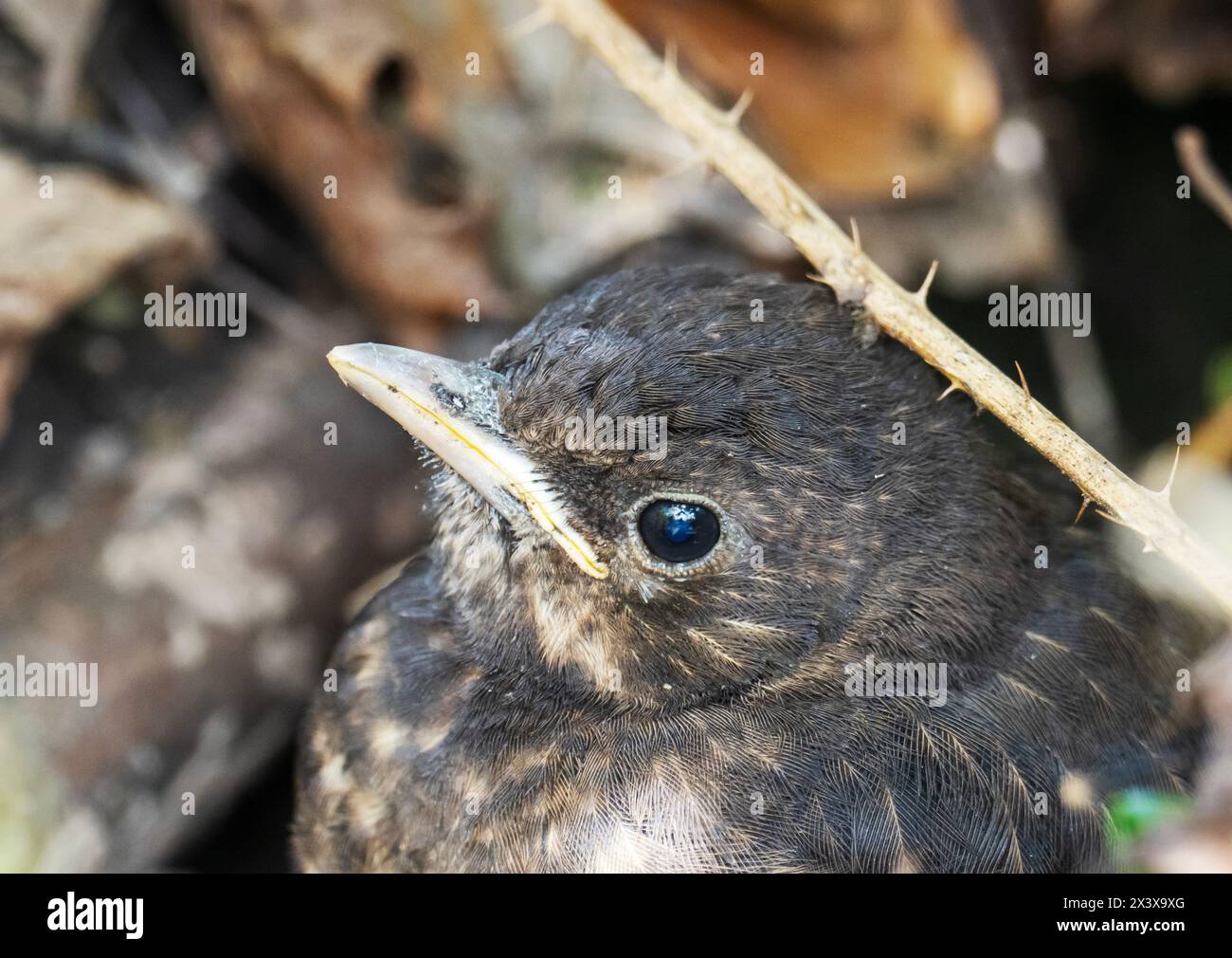 A fledgling Blackbird; Turdus merula in Ambleside, Lake District, UK ...