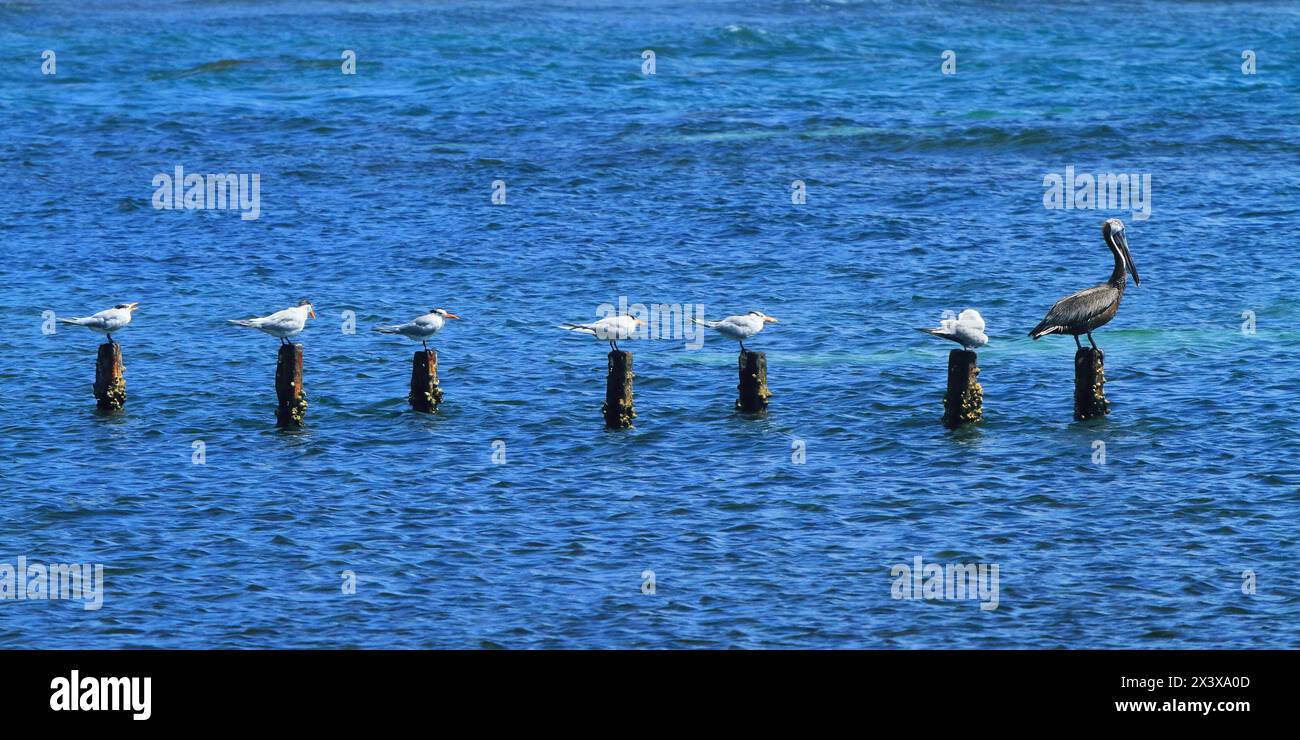 Bird hierarchy hi-res stock photography and images - Alamy