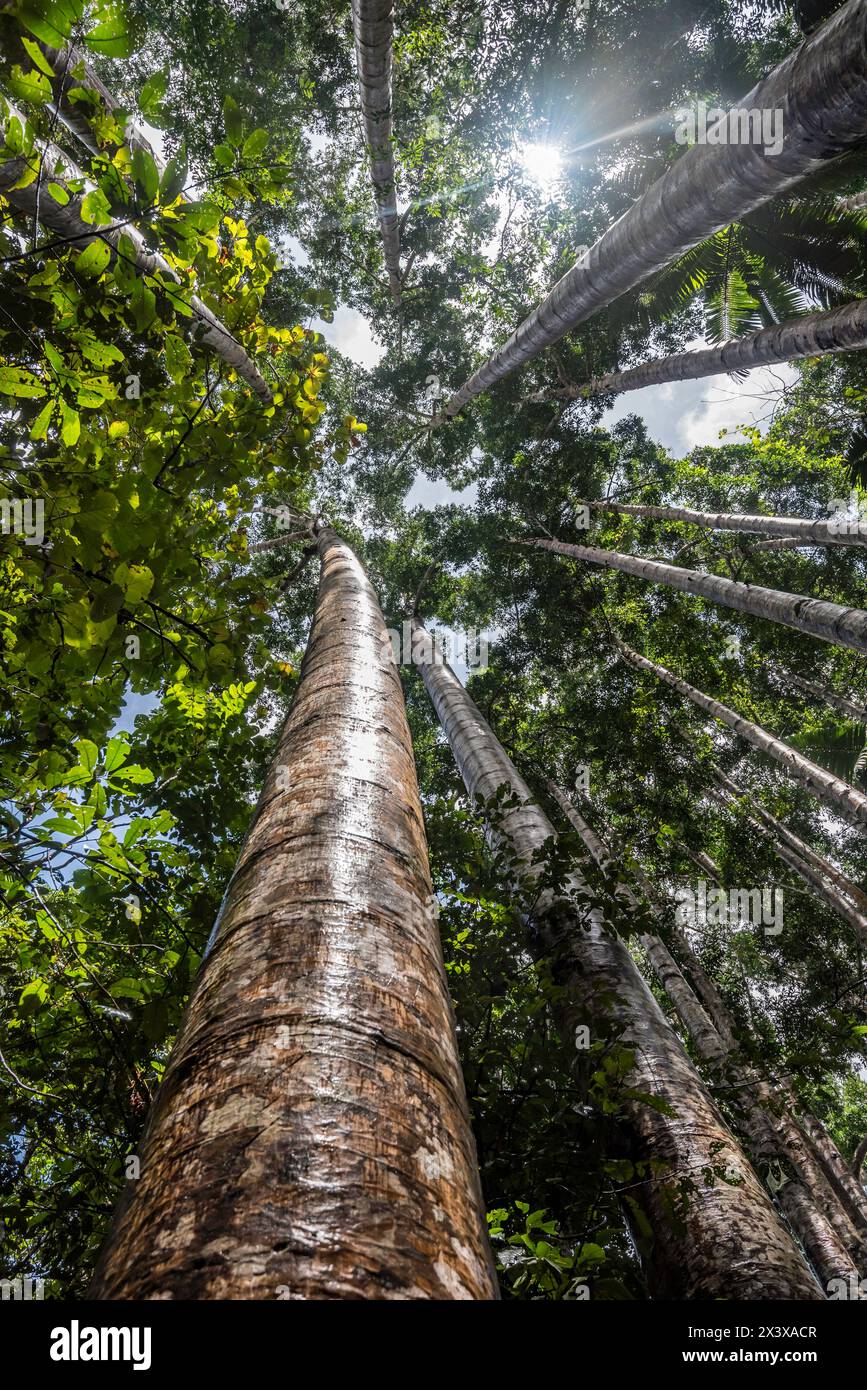 Queensland Kauri Pines (AGATHIS ROBUSTA) wet from recent rain, growing ...