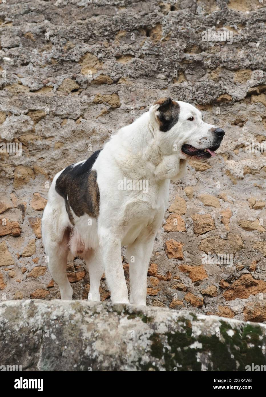 Portrait of central Asia Shepherd Dog Stock Photo - Alamy