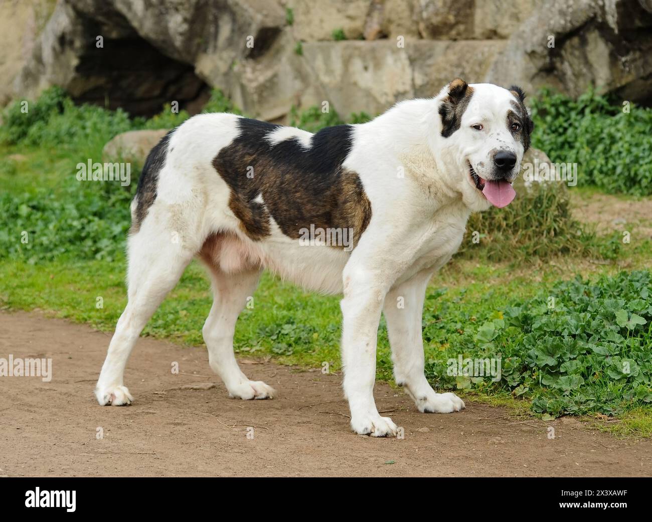 Central asia shepherd hi-res stock photography and images - Alamy