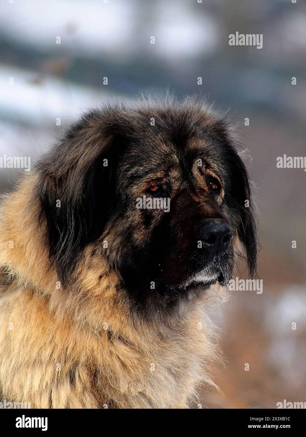 Portrait of Shepherd of the caucasus dog Stock Photo - Alamy