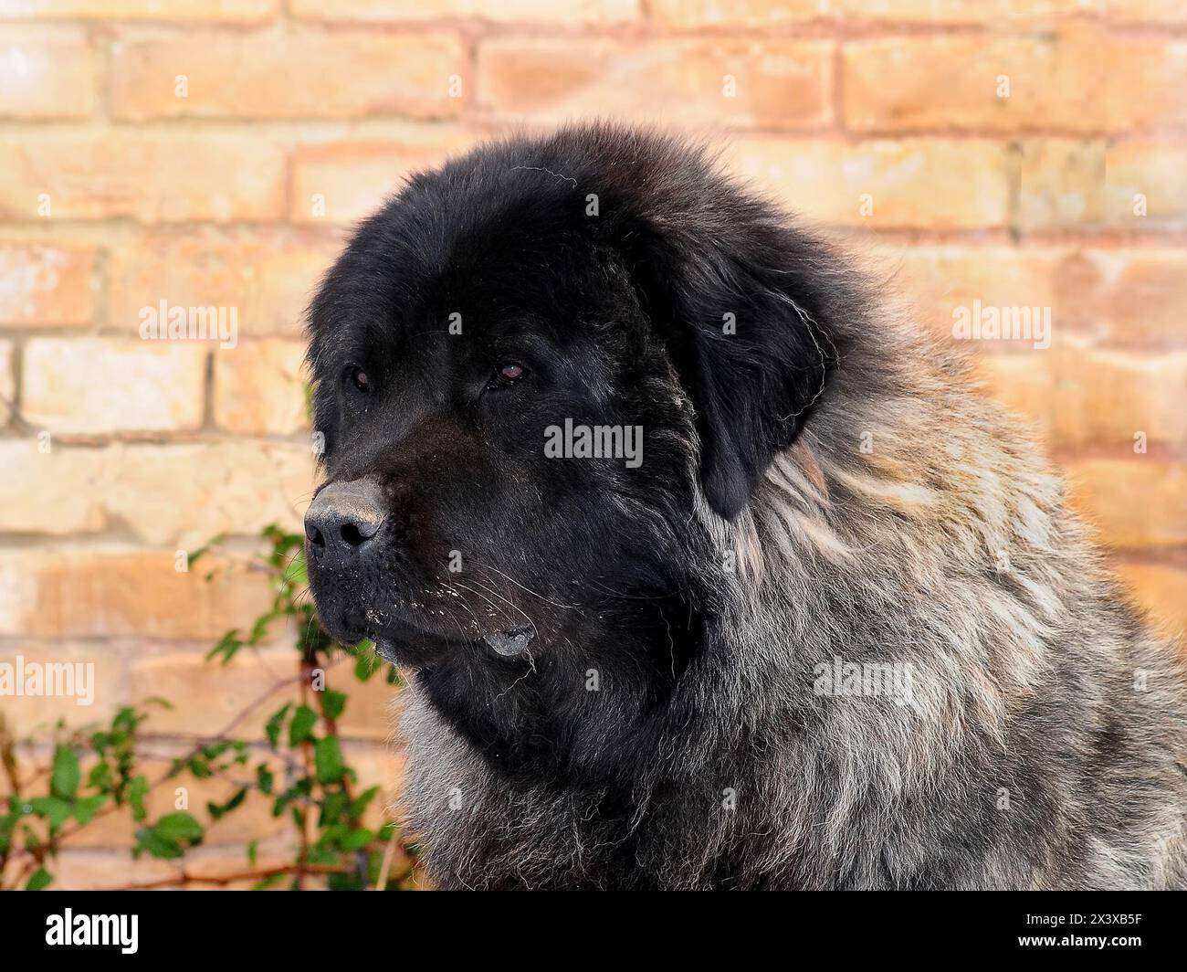 Portrait of Shepherd of the caucasus dog Stock Photo - Alamy