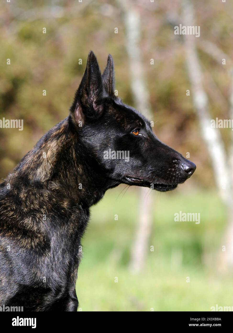 Portrait of Dutch Shepherd Dog in outdoors Stock Photo - Alamy
