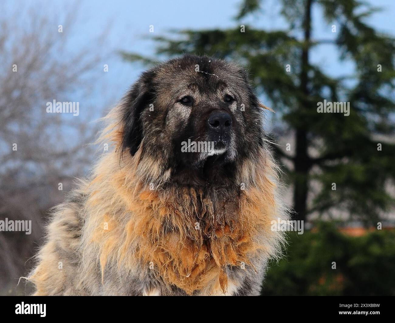 Portrait of Shepherd of the caucasus dog Stock Photo - Alamy