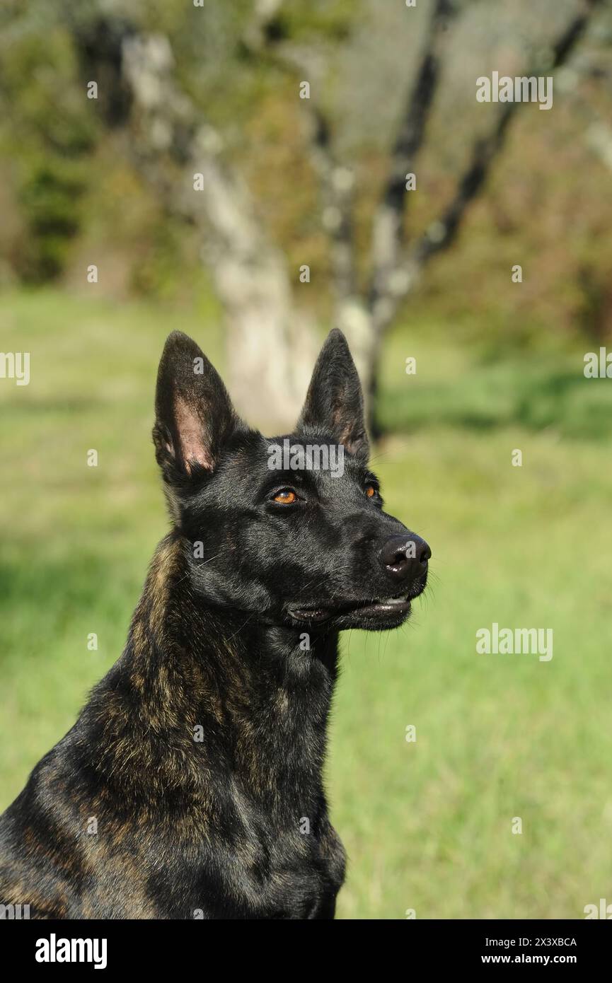 Portrait of Dutch Shepherd Dog in outdoors Stock Photo - Alamy