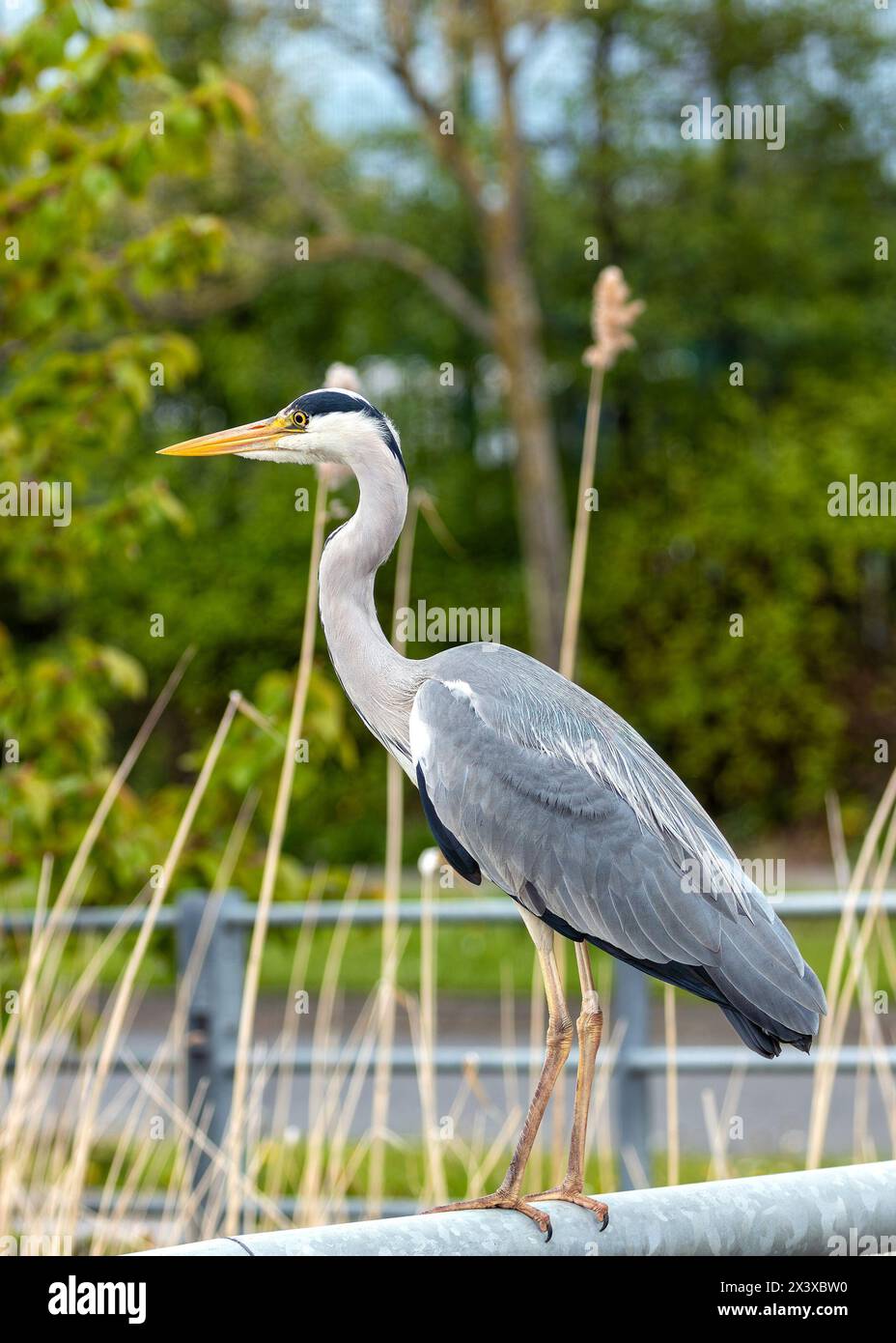 Tall, grey wading bird with long neck & spear-like beak. Stalks prey in ...