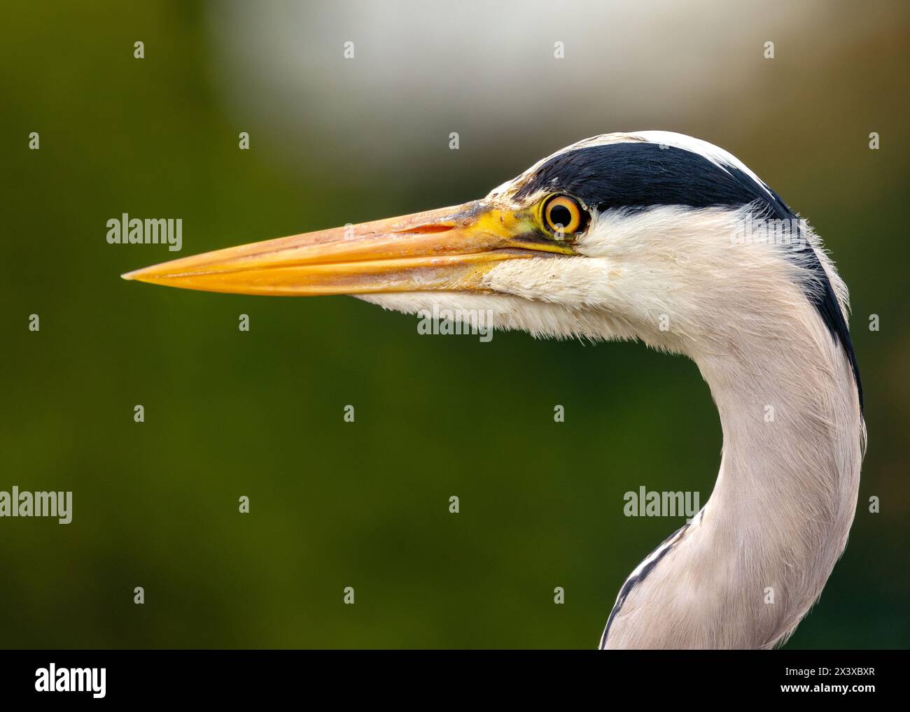 Tall, grey wading bird with long neck & spear-like beak. Stalks prey in ...