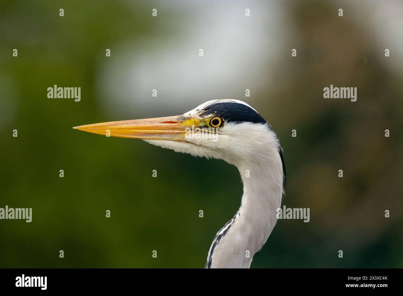 Tall, grey wading bird with long neck & spear-like beak. Stalks prey in ...