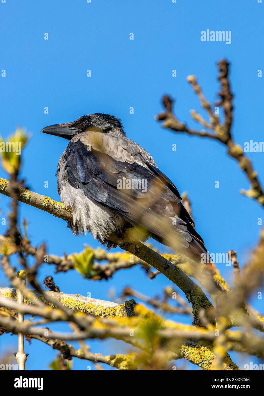 Black crow with distinctive grey hood. Highly intelligent, forages in ...