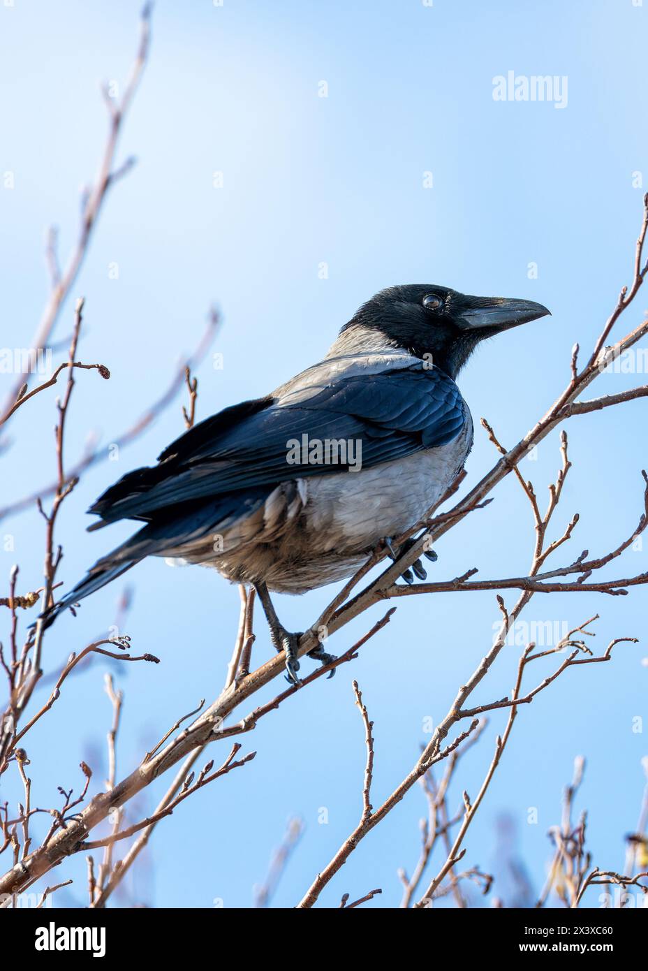 Black crow with distinctive grey hood. Highly intelligent, forages in ...