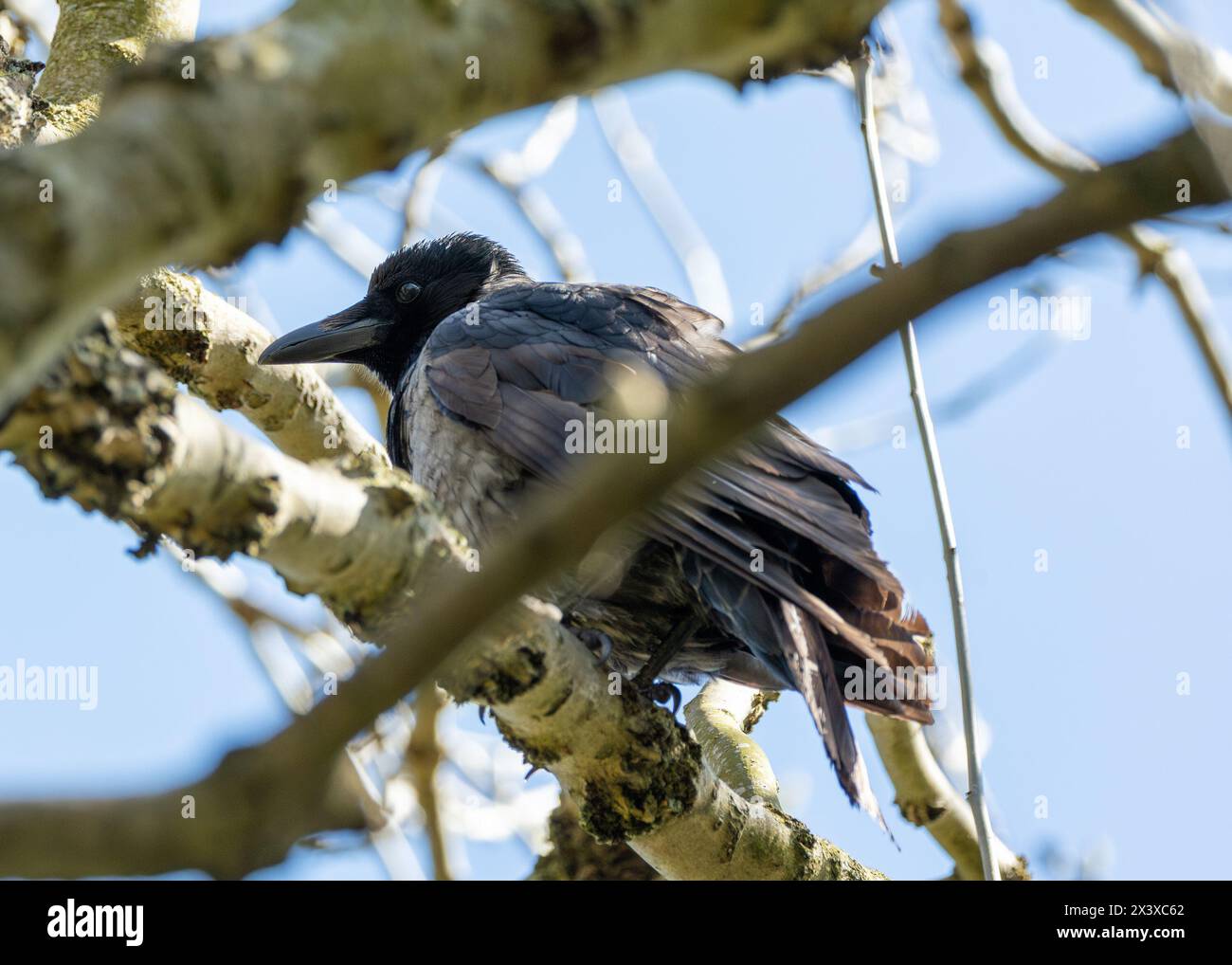 Black crow with distinctive grey hood. Highly intelligent, forages in ...