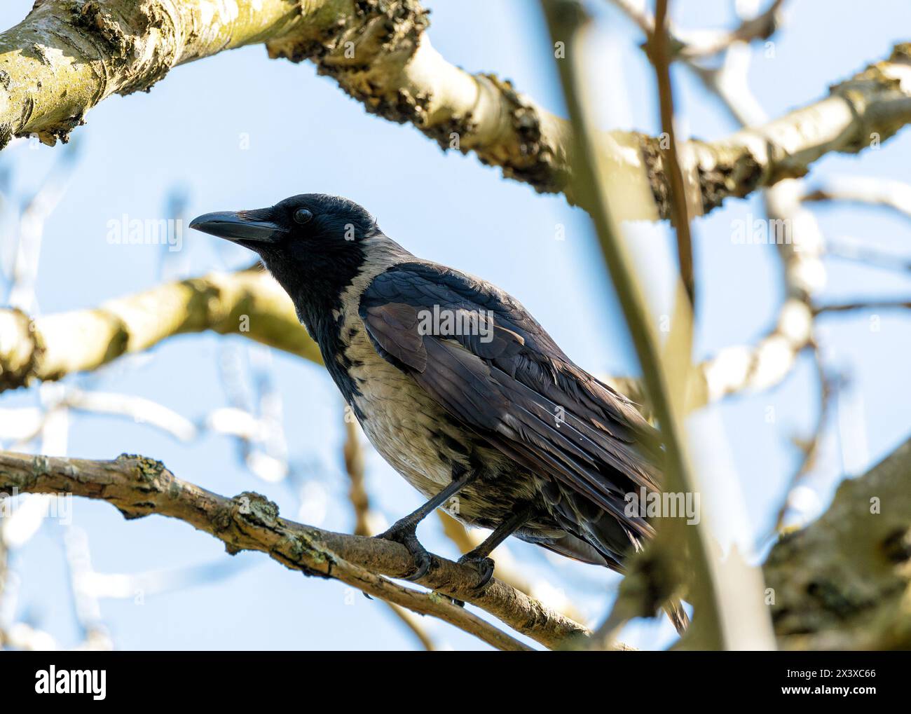 Black crow with distinctive grey hood. Highly intelligent, forages in ...