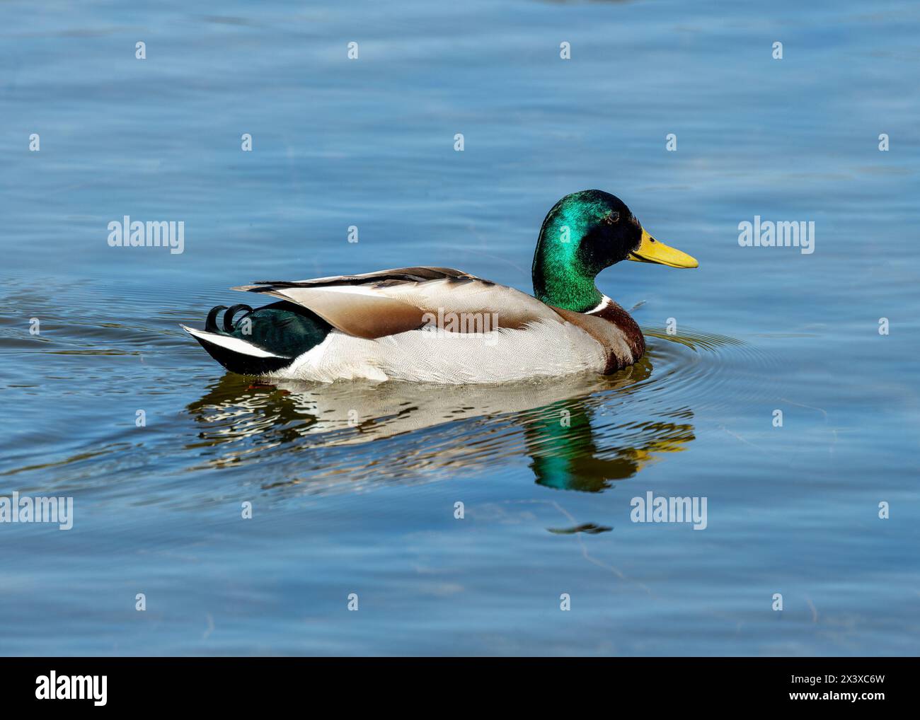 Dazzling drake with emerald head & chestnut chest. Frequents Dublin's ...